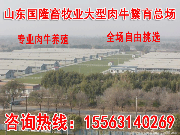 大型的养牛场需要投资多少钱资金 牛 牲畜 食品饮料农林牧副渔 供应 商贸通 全球b2b电子商务贸易平台 国际企业网